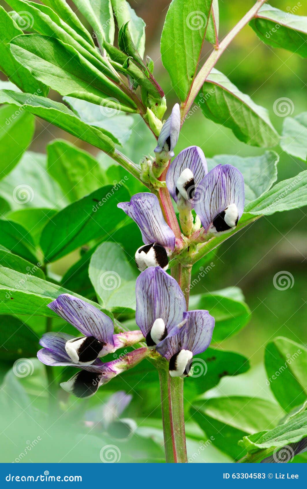 Broad Bean (Vicia Faba) in Bloom Stock Image - Image of faba ...