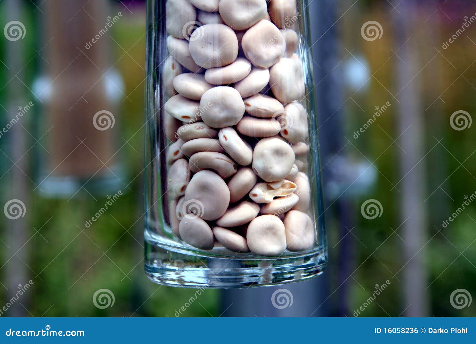 Seed Of Vicia Faba, Broad Bean, Fava Bean, Or Faba Bean, Field Bean ...