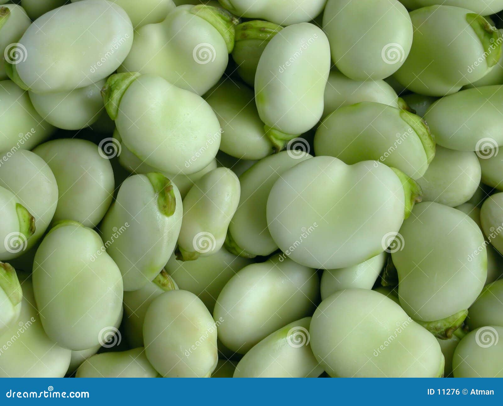 Broad Beans stock photo. Image of green, bean, macro, vegetables - 11276