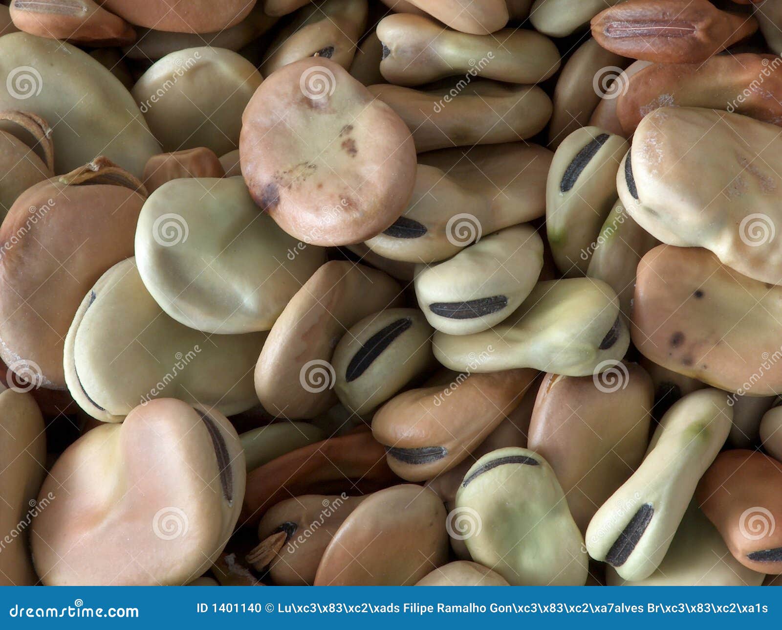 Broad Beans stock photo. Image of seeds, broad, vegetation - 1401140