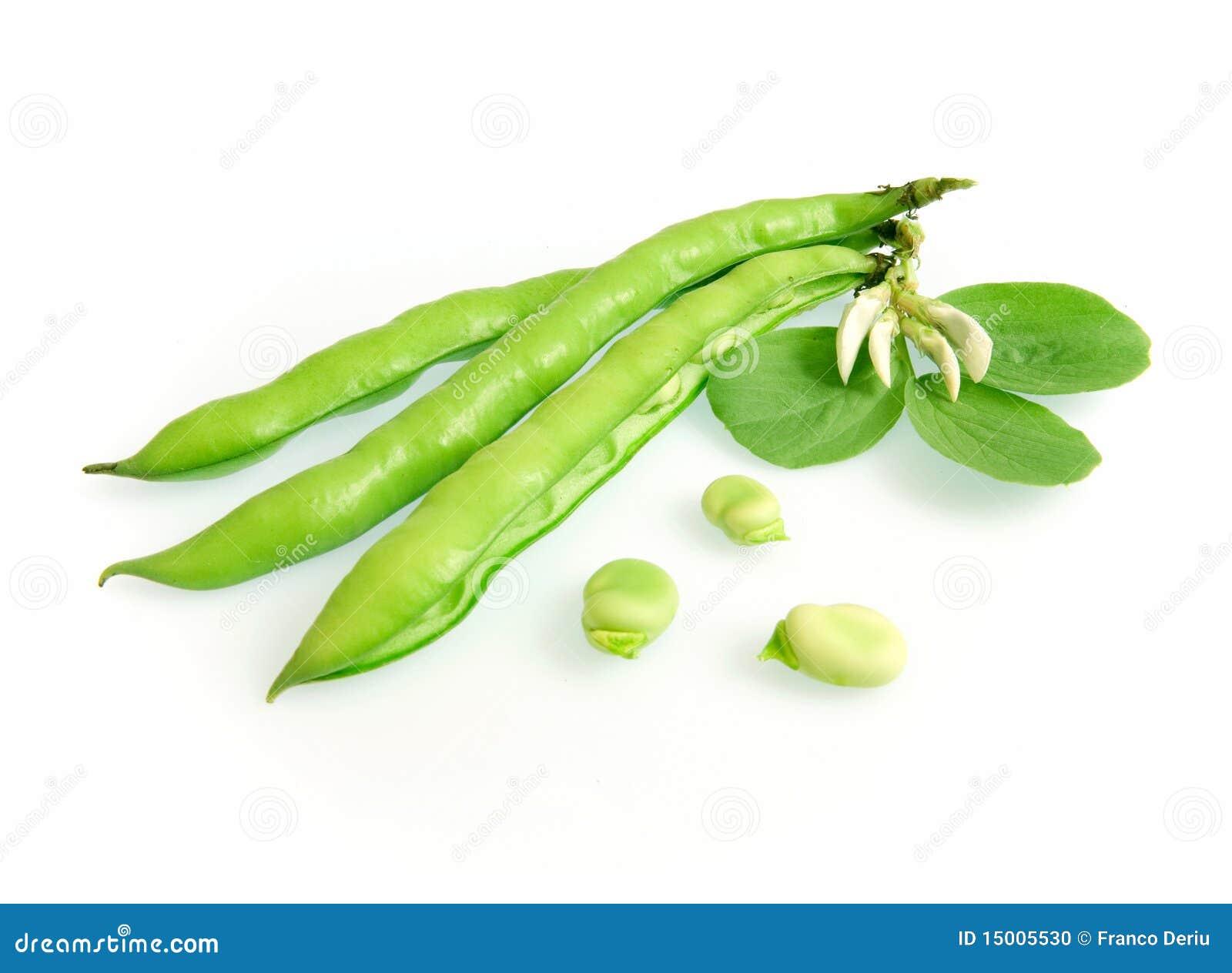 Broad beans stock photo. Image of green, bell, fabes - 15005530