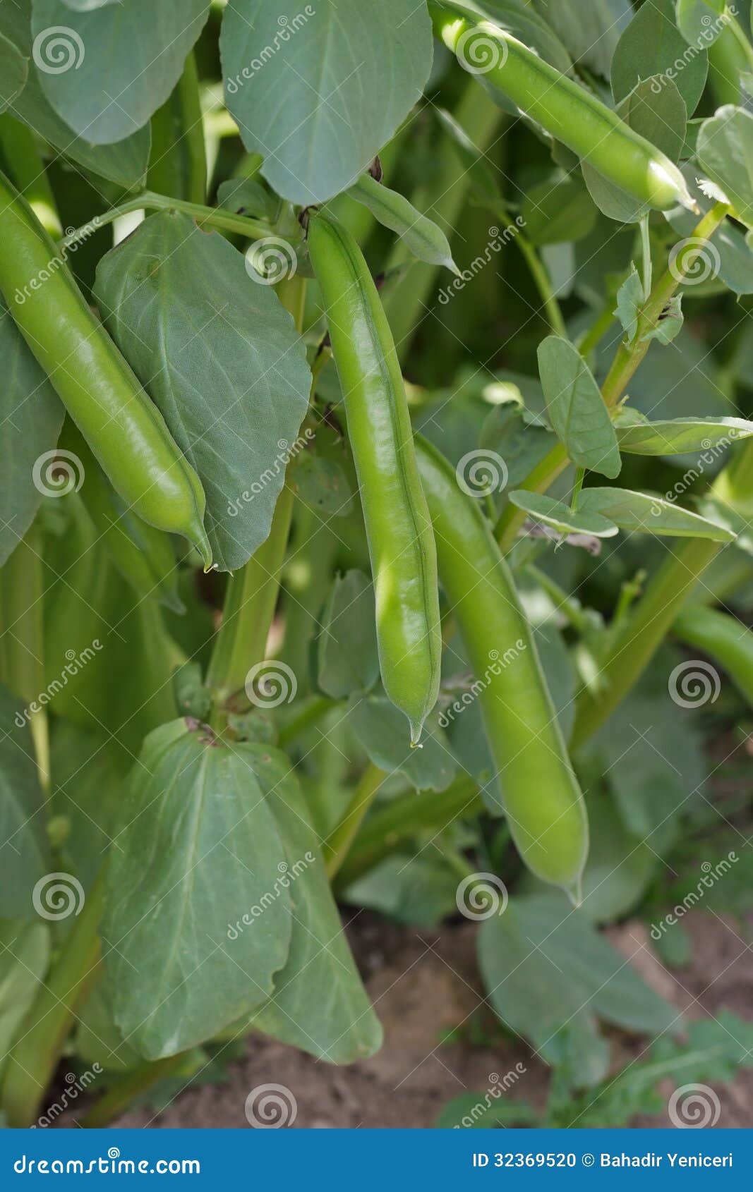Broad Beans stock photo. Image of greenhouse, green, fresh - 32369520
