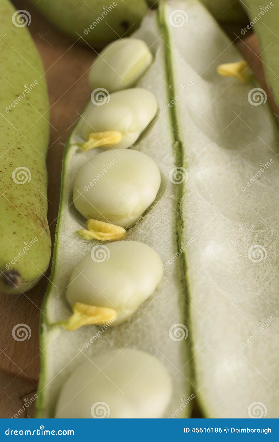 Broad Beans or Fava Beans stock photo. Image of legume - 45616186