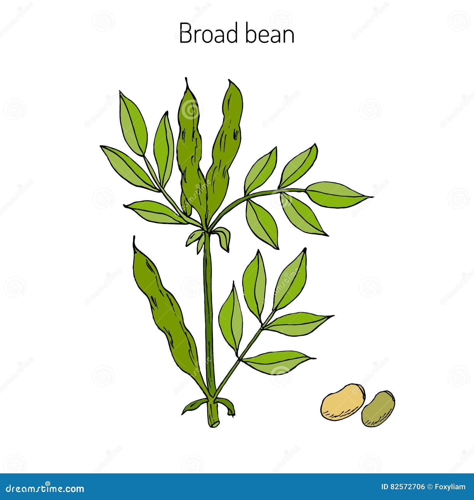 Broad beans stock vector. Illustration of natural, healthy - 82572706