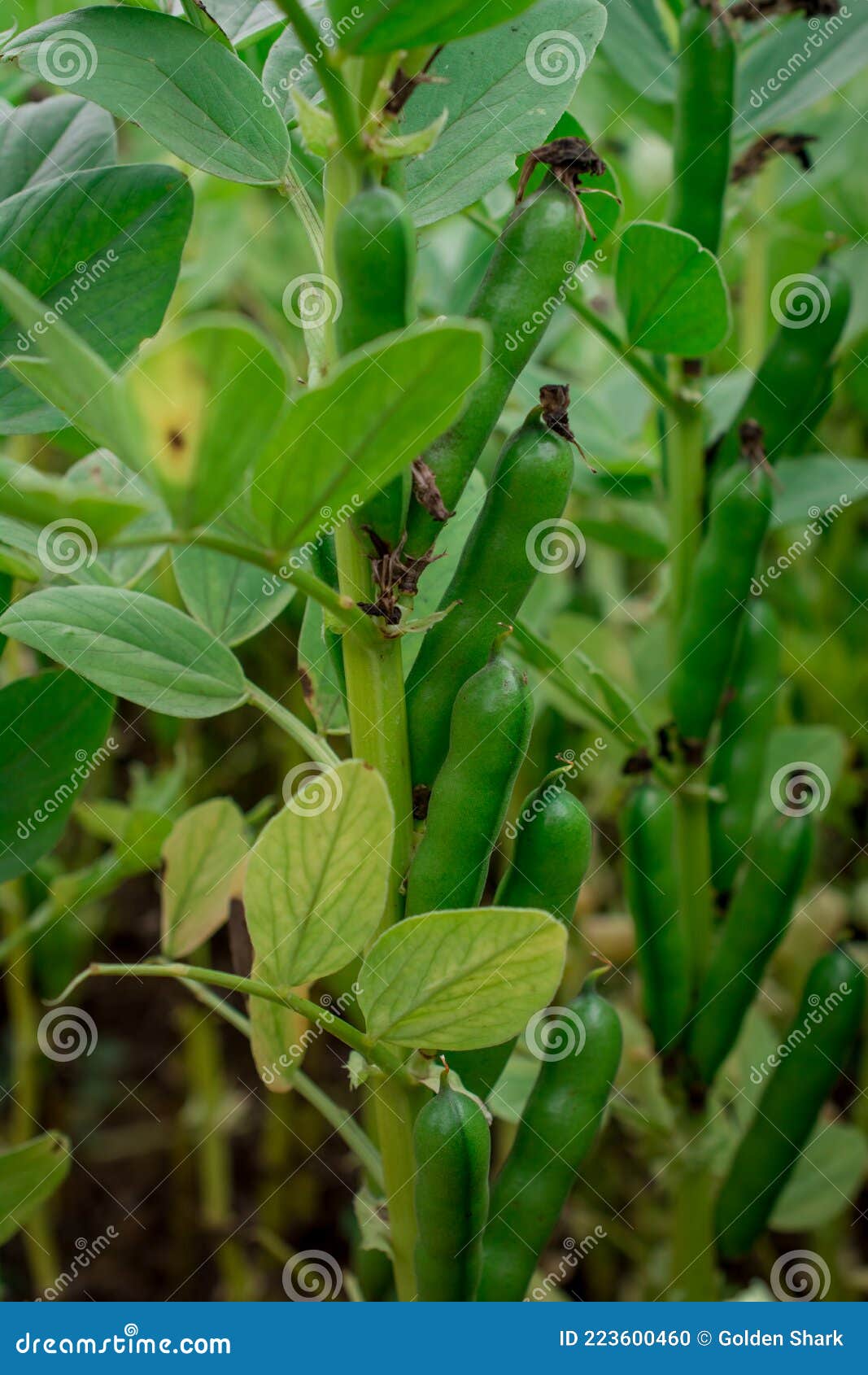 Broad Beans Ready for Harvest on a Plant Stalk Stock Photo - Image of ...