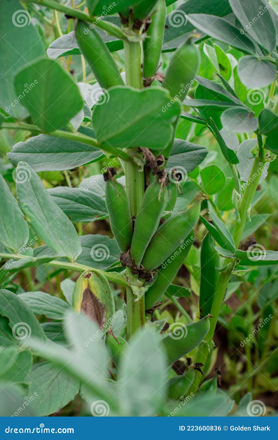 Broad Beans Ready for Harvest on a Plant Stalk Stock Photo - Image of ...