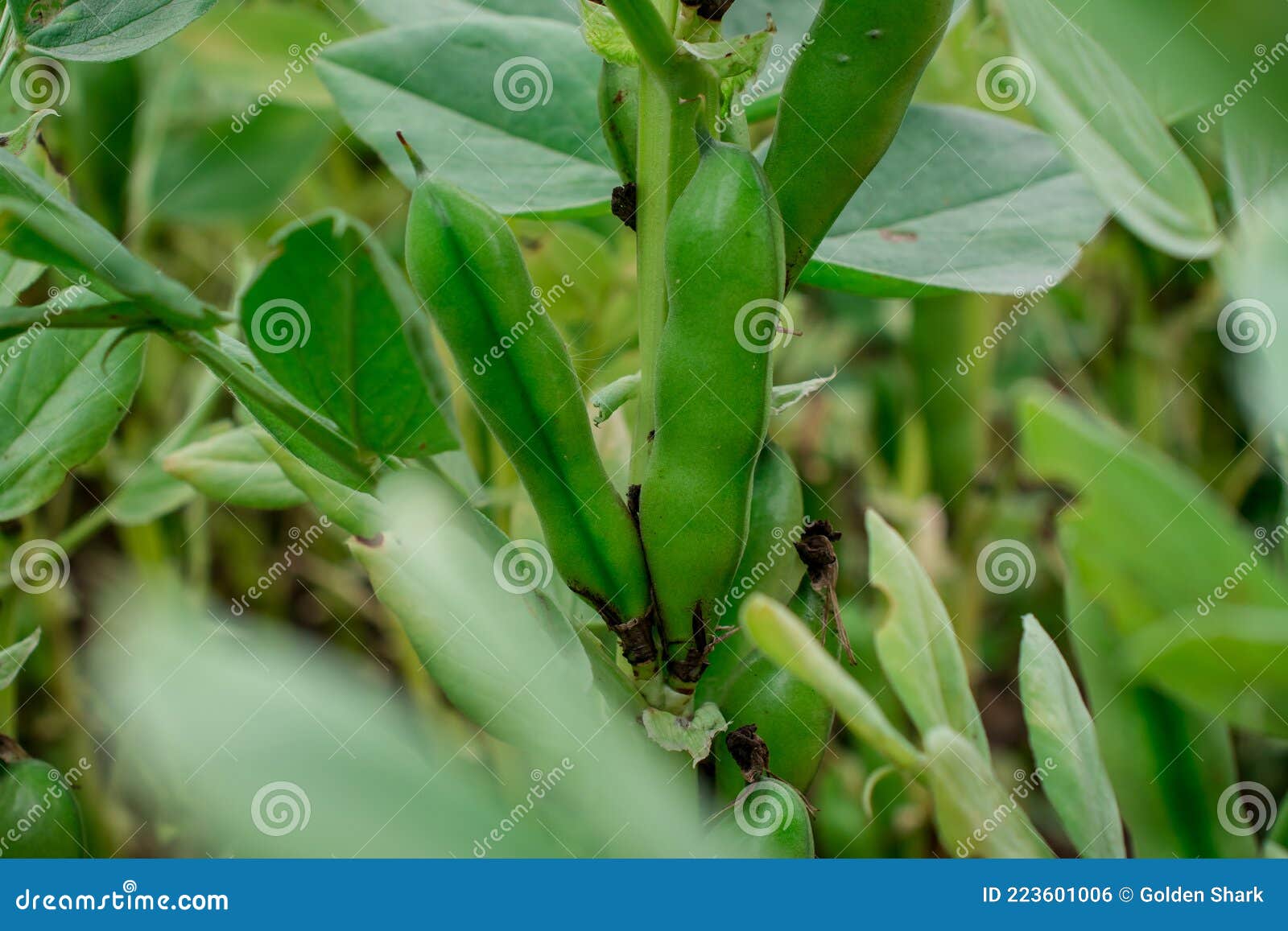 Broad Beans Ready for Harvest on a Plant Stalk Stock Photo - Image of ...