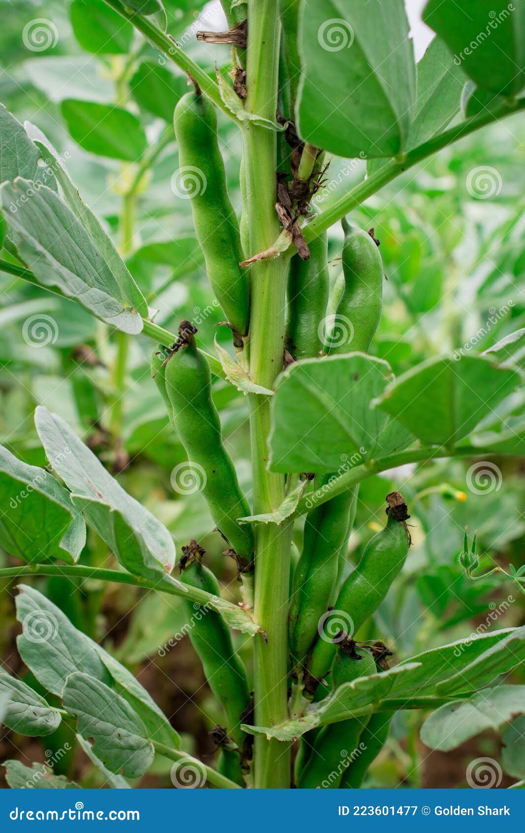 Broad Beans Ready for Harvest on a Plant Stalk Stock Image - Image of ...