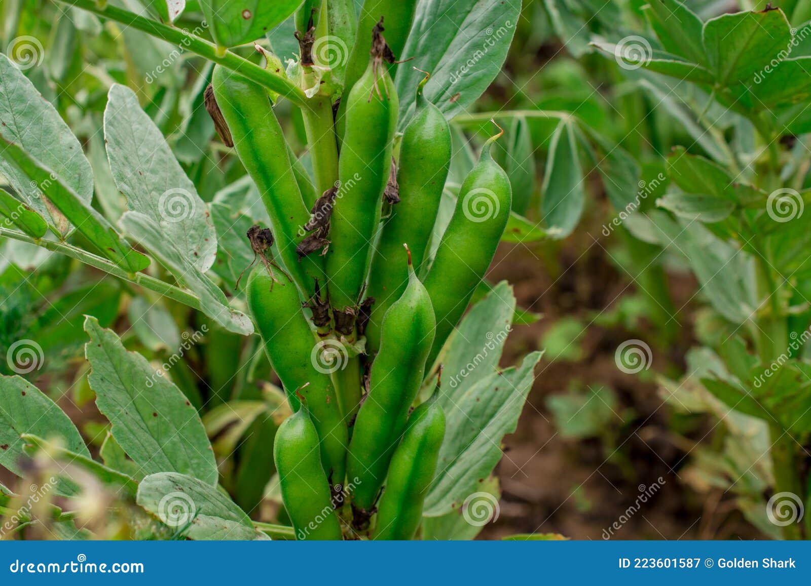 Broad Beans Ready for Harvest on a Plant Stalk Stock Image - Image of ...