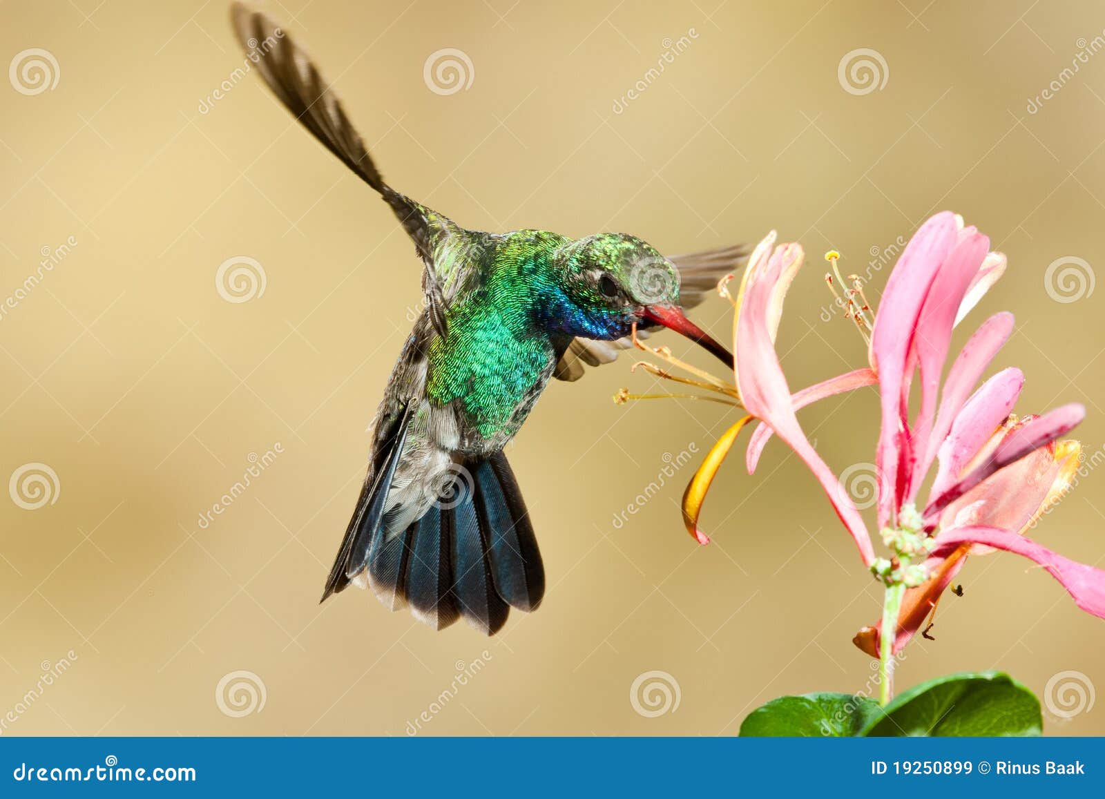 Broad Billed Hummingbird stock image. Image of gorget - 19250899