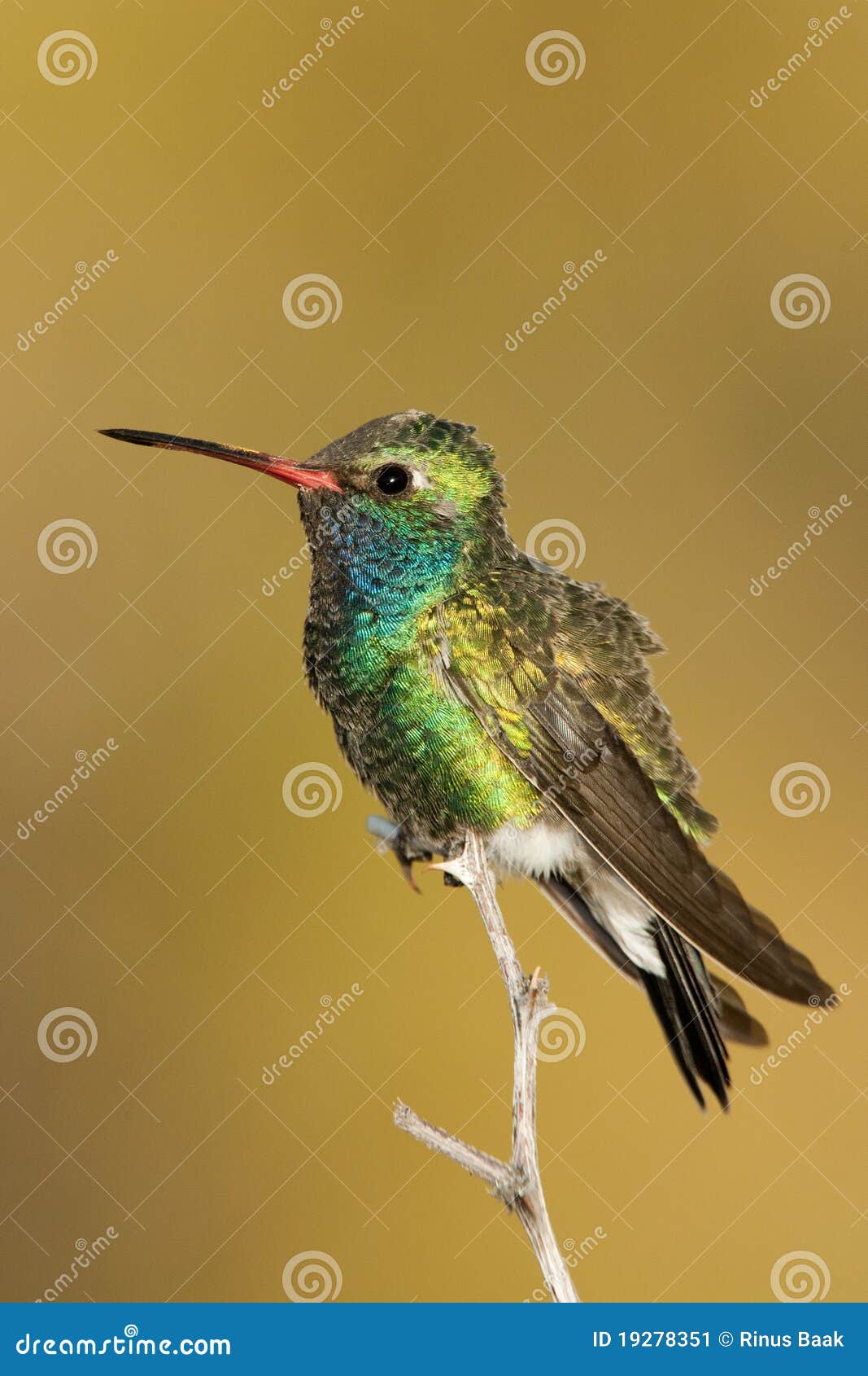 Broad Billed Hummingbird stock image. Image of perch - 19278351