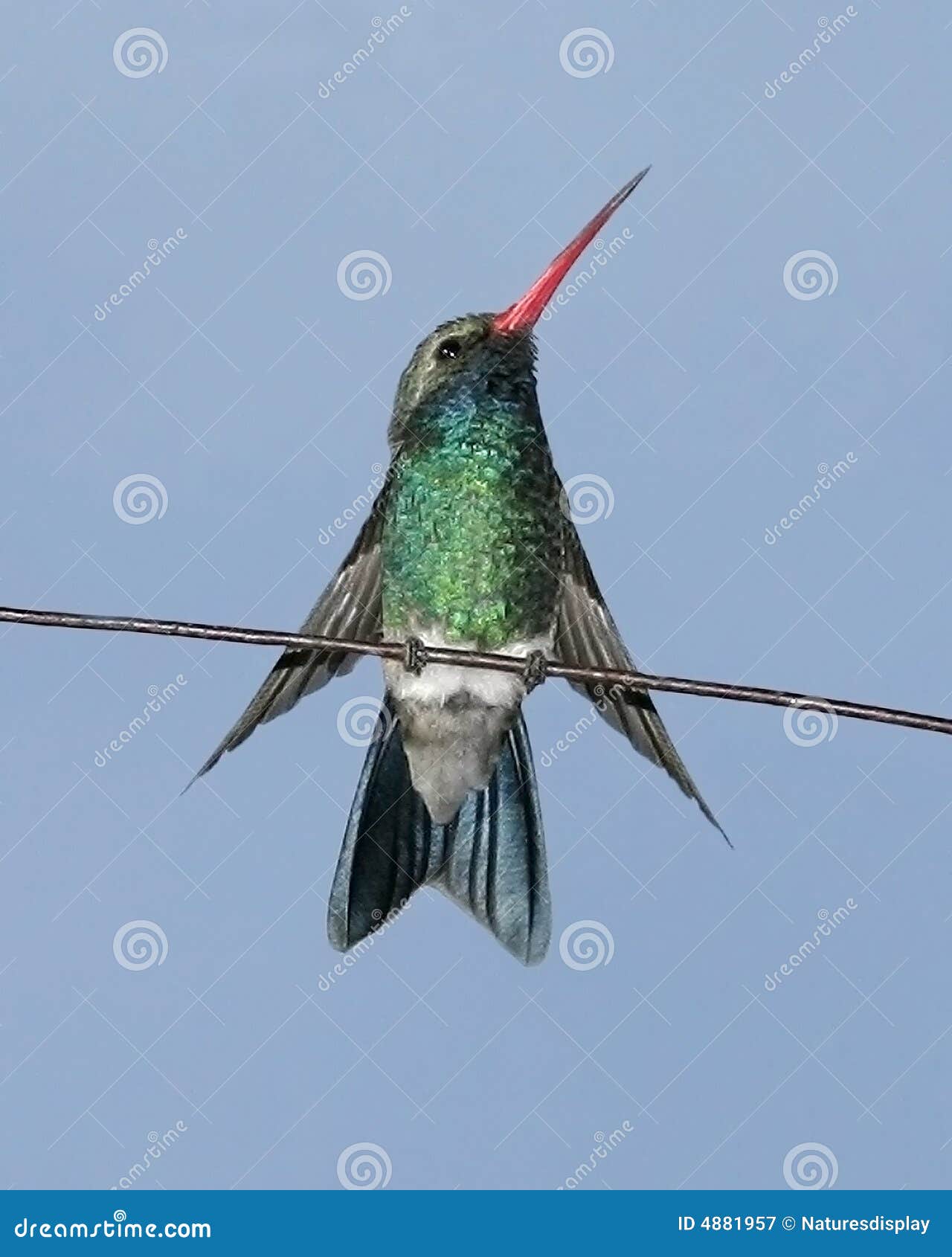 Broad-billed Hummingbird stock image. Image of small, humming - 4881957