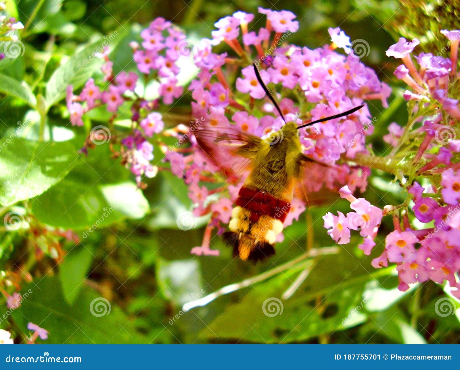 Broad-Bordered Bee Hawk Moth Stock Image - Image of flight, broad ...