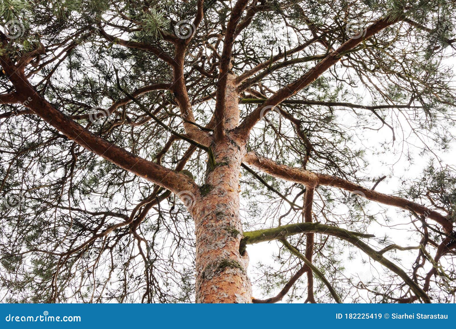 The Broad Crown of the Pine Stock Image - Image of evergreen, grass ...