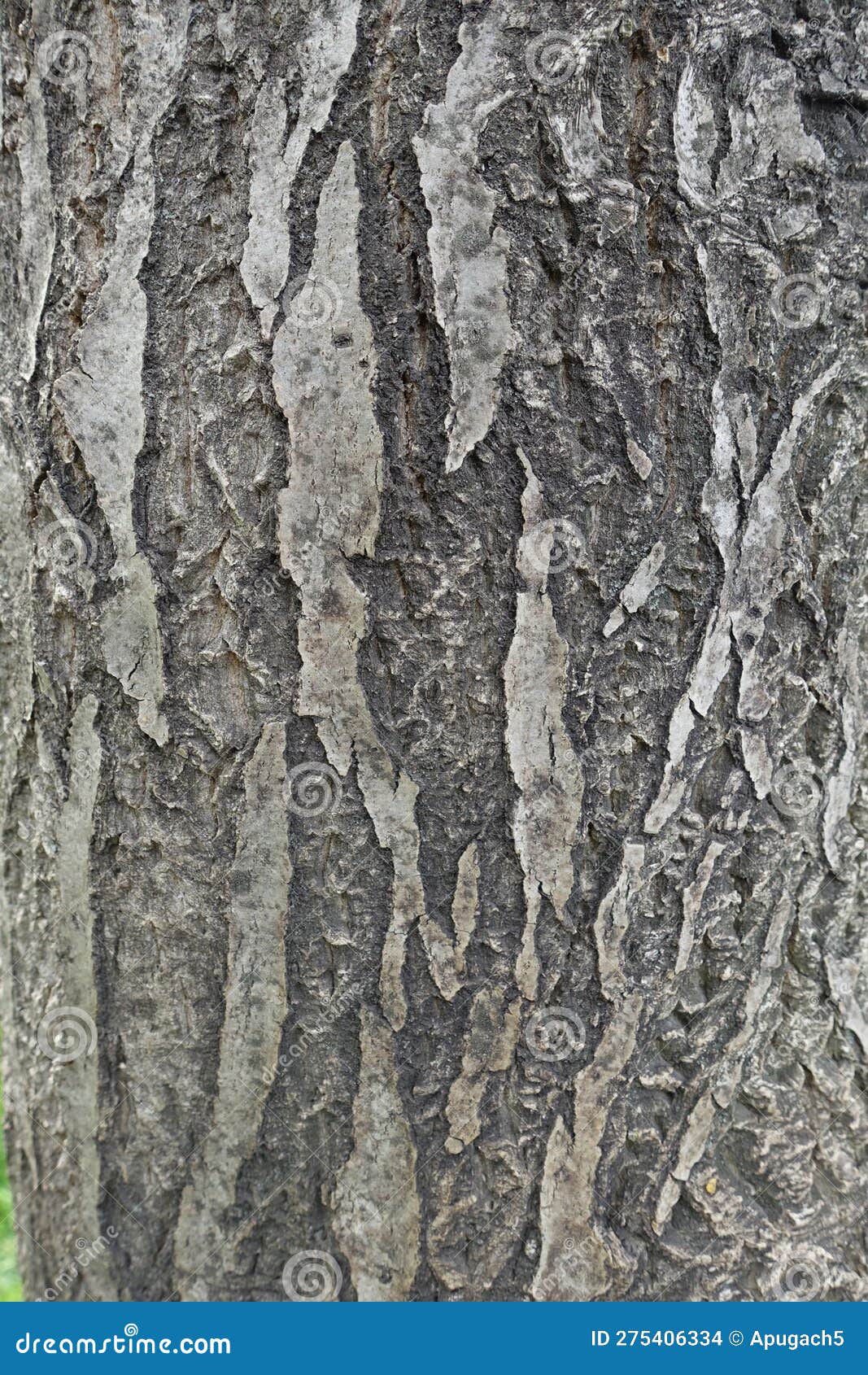 Broad Fissures on Grey Bark of Walnut Tree Stock Photo - Image of trunk ...