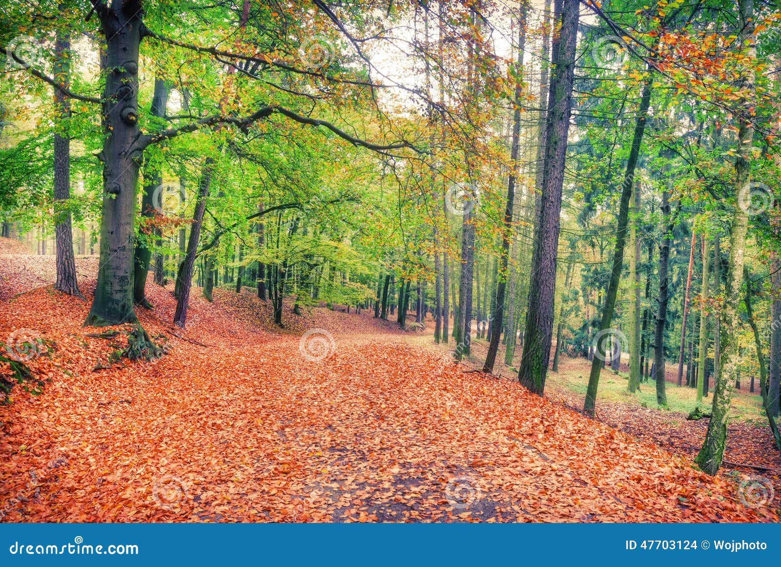 Footpath Covered With Leaves In The Forest Between Two Log Piles ...