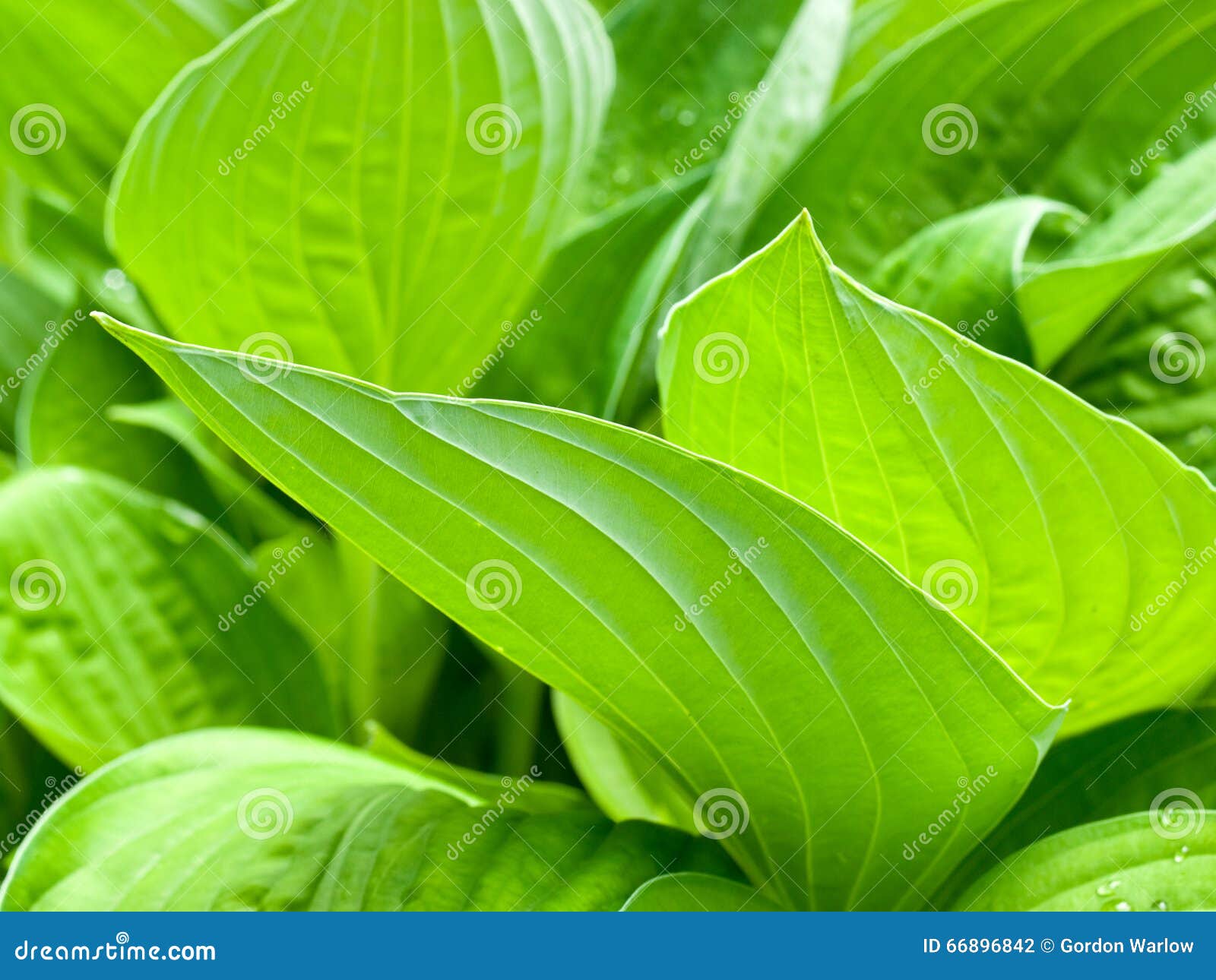 Broad Green Leaves Overlapping Stock Photo - Image of nature ... Broad Green Leaves Overlapping Stock Photo - Image of nature ...