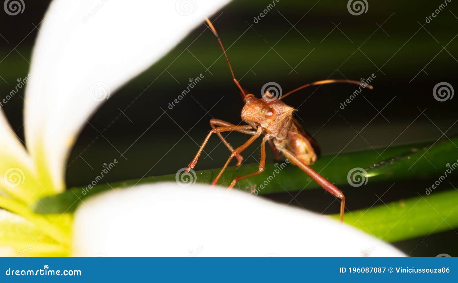 Broad-headed Snake Royalty-Free Stock Photography | CartoonDealer.com ...