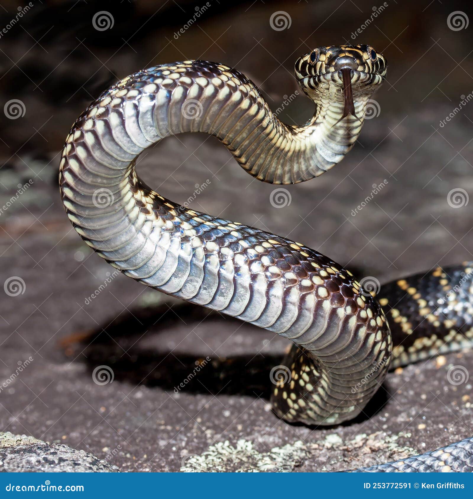 Broad-headed Snake stock image. Image of venomous, stance - 253772591
