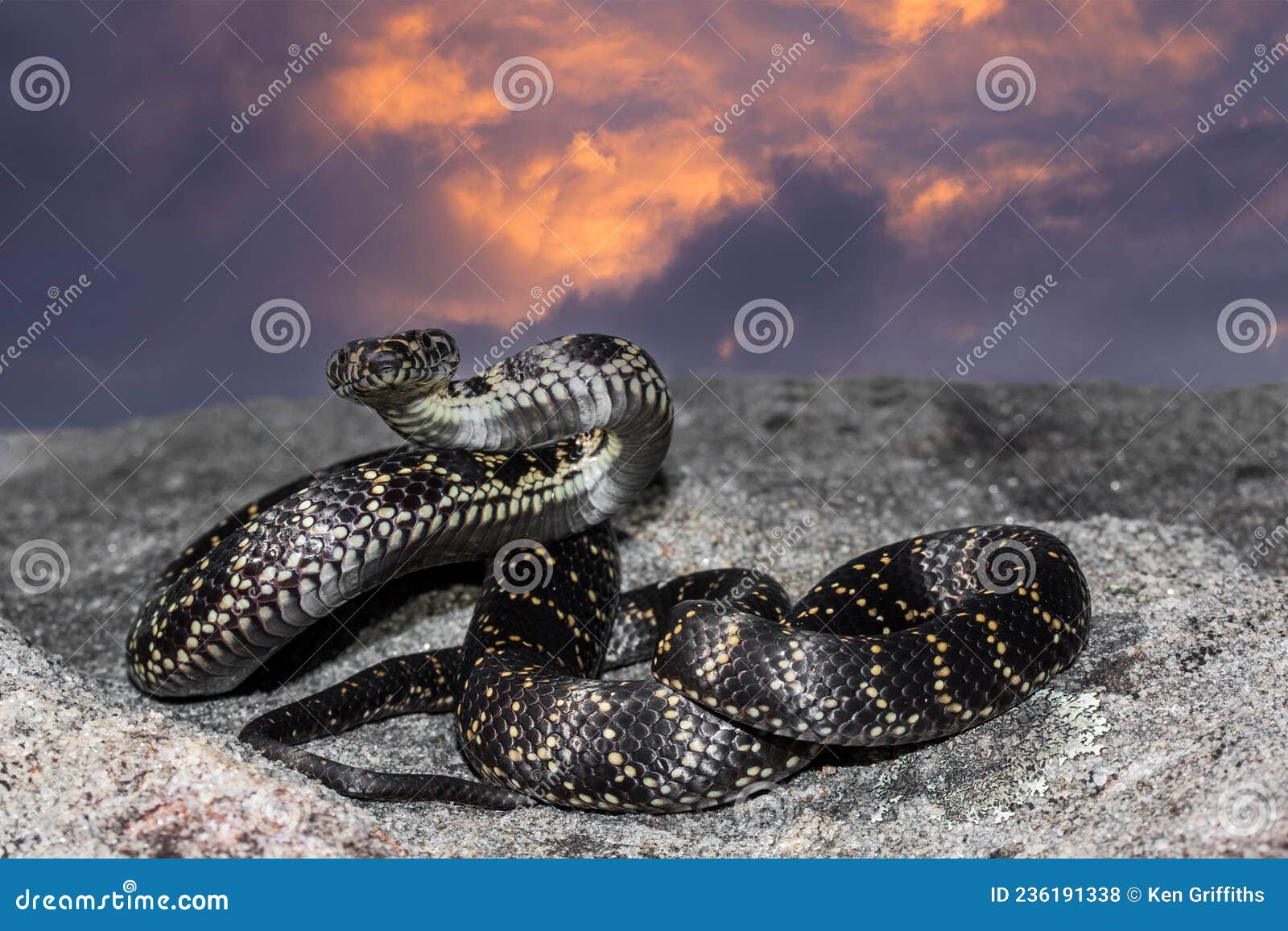 Broad-headed Snake stock photo. Image of elapid, reptile - 236191338