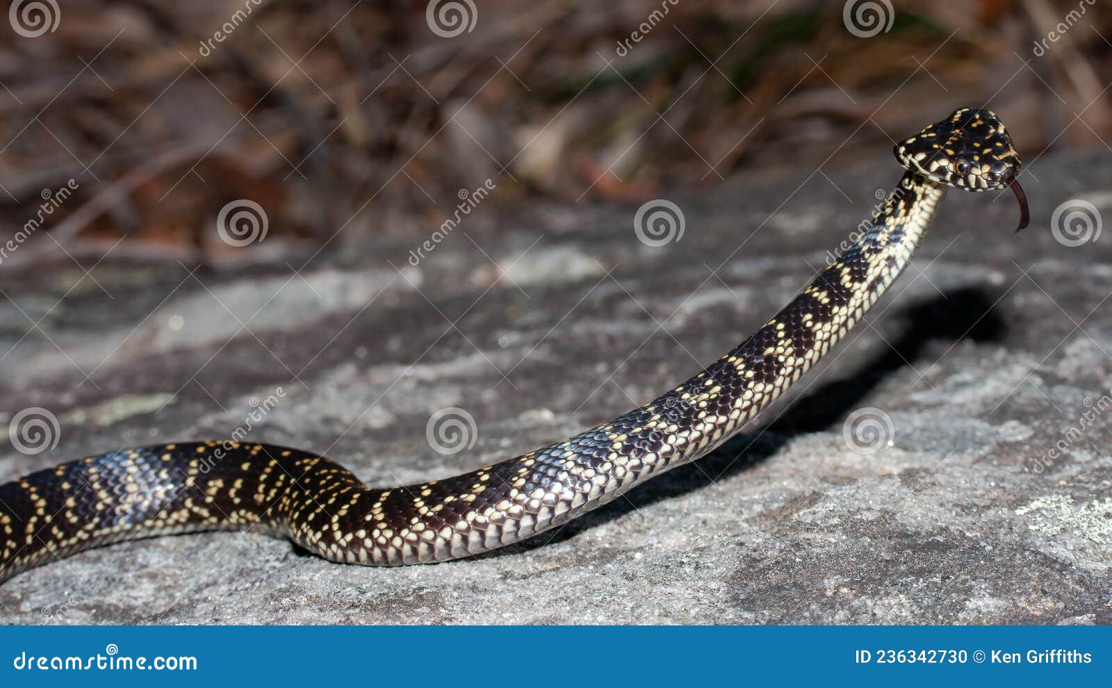 Broad-headed Snake stock photo. Image of reptile, snake - 236342730