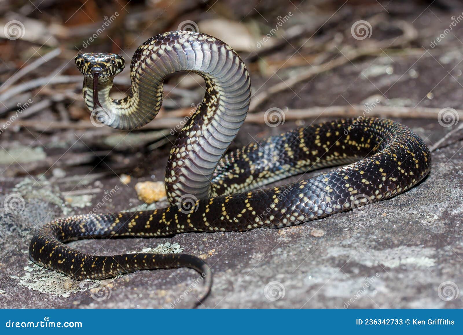 Australian Endangered Broad-headed Snake Stock Photography ...