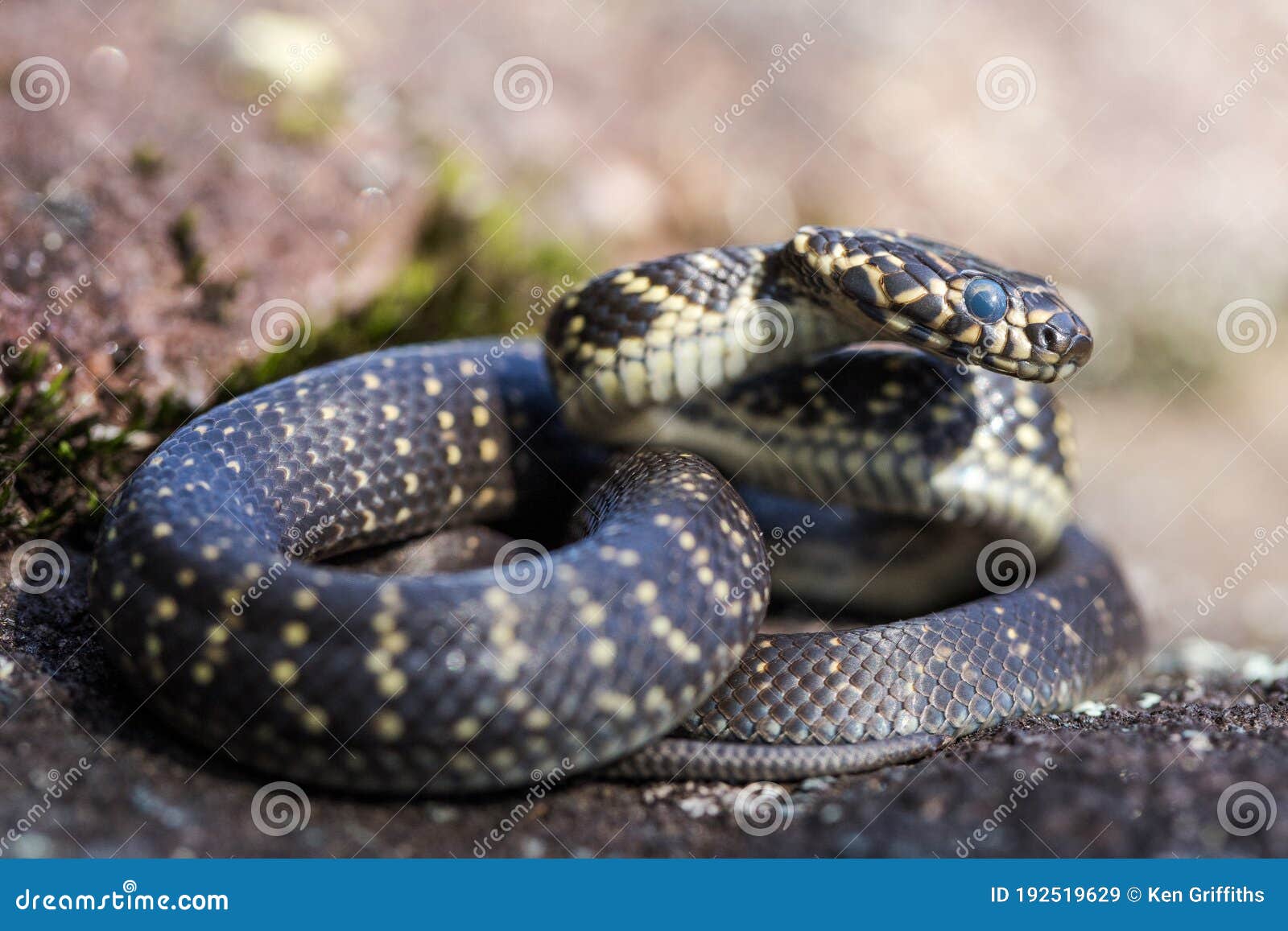Broad-headed Snake stock image. Image of hoplocephalus - 192519629