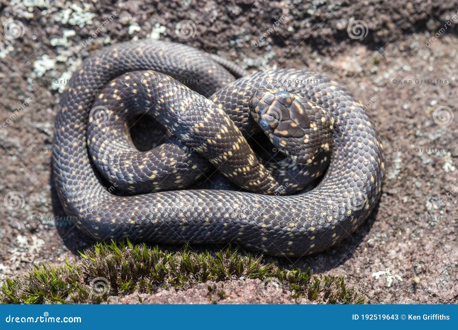 Broad-headed Snake stock image. Image of opaque, sloughing - 192519643