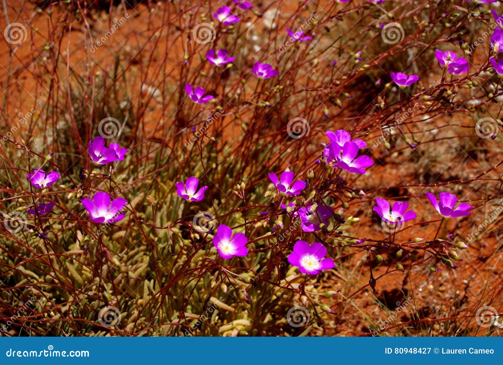 Broad-Leaf Parakeelya-bloemen in De Australische Woestijn Stock ...
