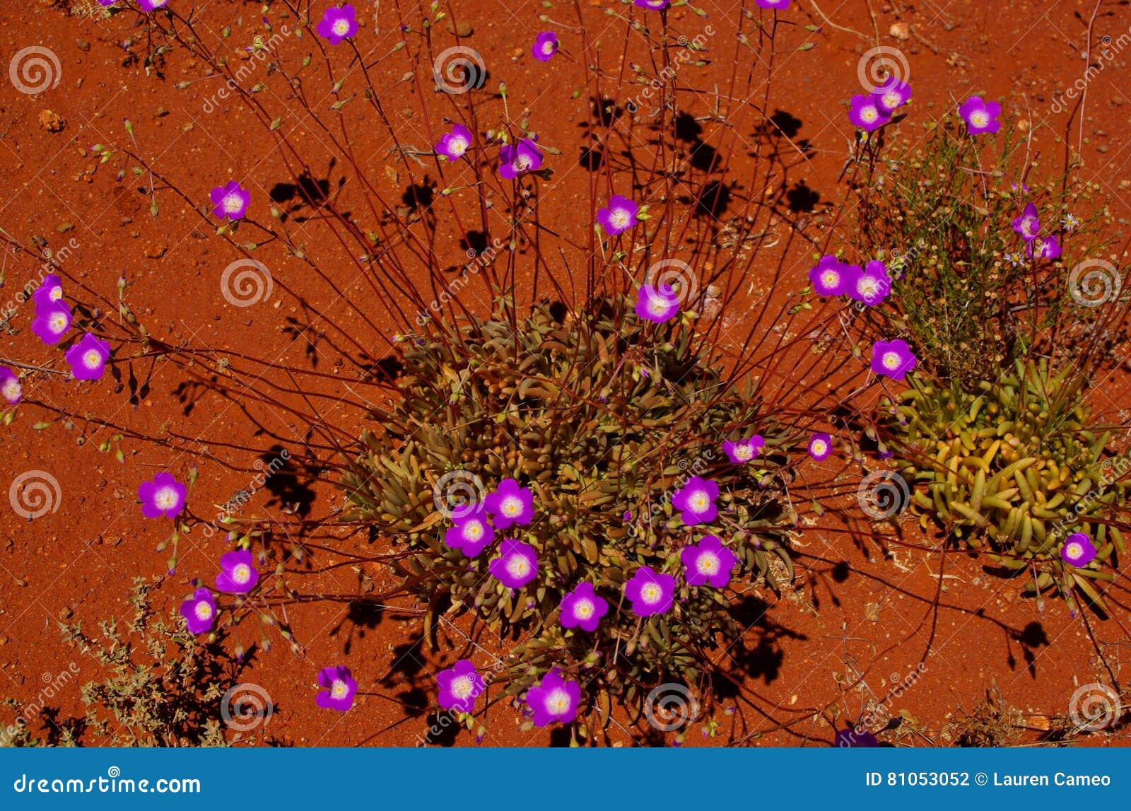 Broad-Leaf Parakeelya-bloemen in De Australische Woestijn Stock Foto ...