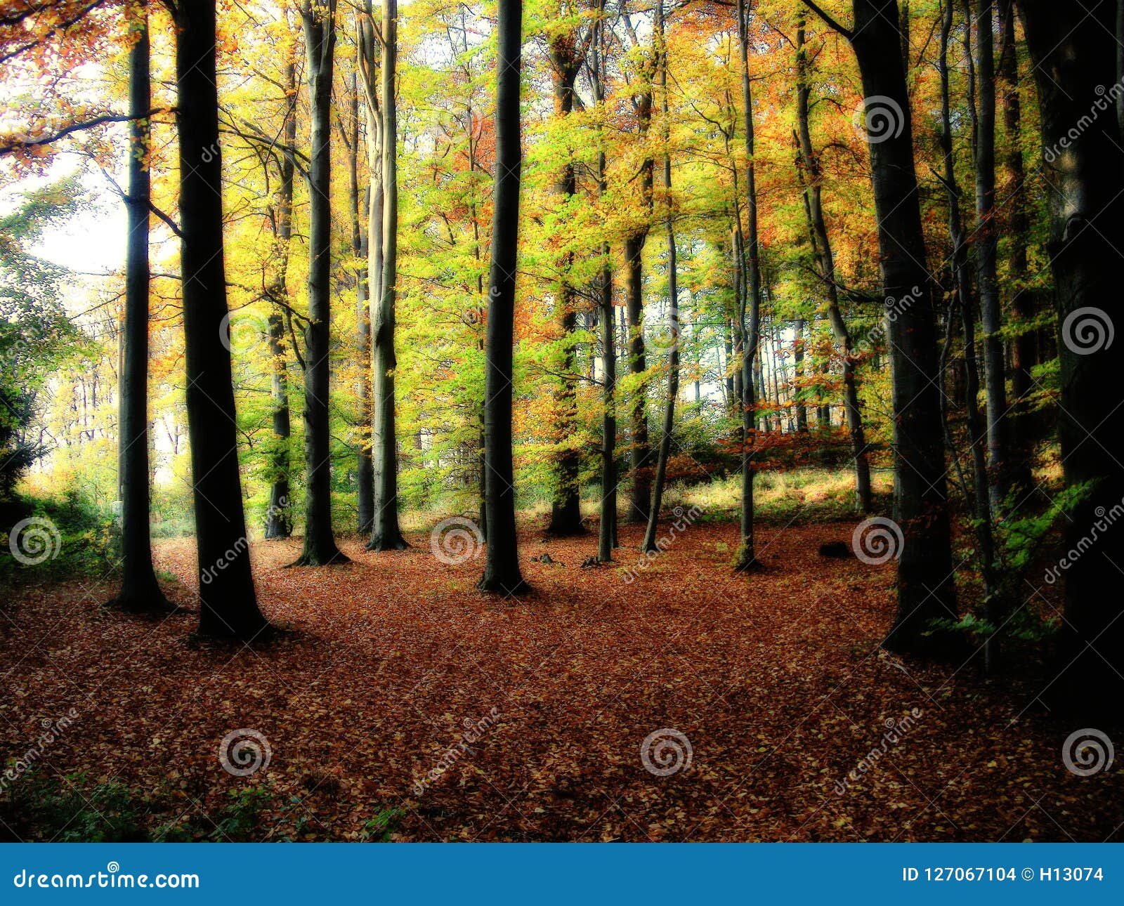 Broad Leaf Tree Forest at Autumn / Fall Daylight Stock Photo - Image of ...