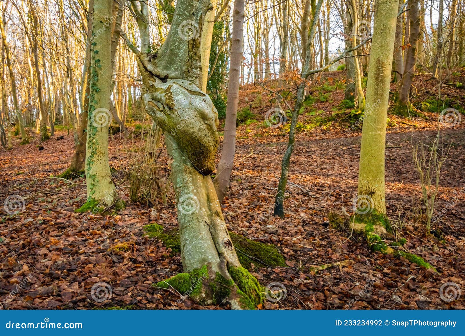 A Broad Leaf Tree with a Knot Twist on Its Trunk in a Fall Woodland ...