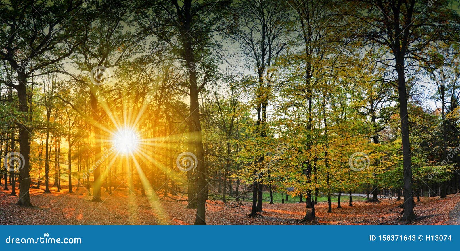 Broad Leaf Trees Forest at Autumn / Fall Sunlight Stock Image - Image ...