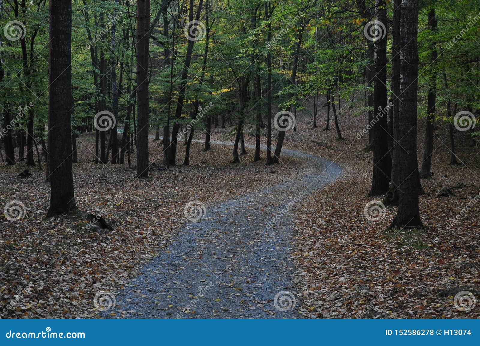 Broad Leaf Trees Forest at Autumn / Fall Stock Photo - Image of leaf ...