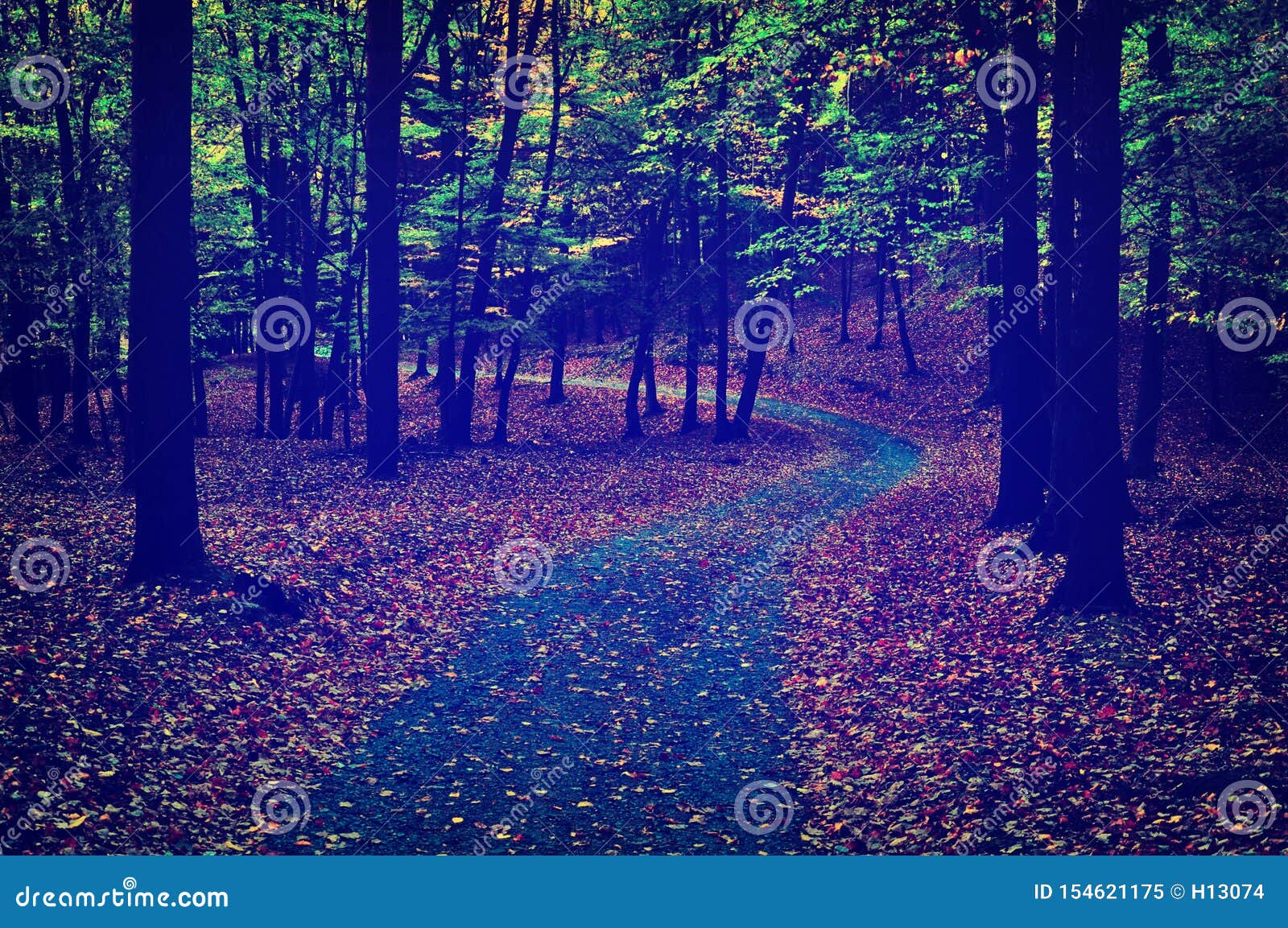 Broad Leaf Trees Forest at Autumn / Fall Sunlight Stock Image - Image ...