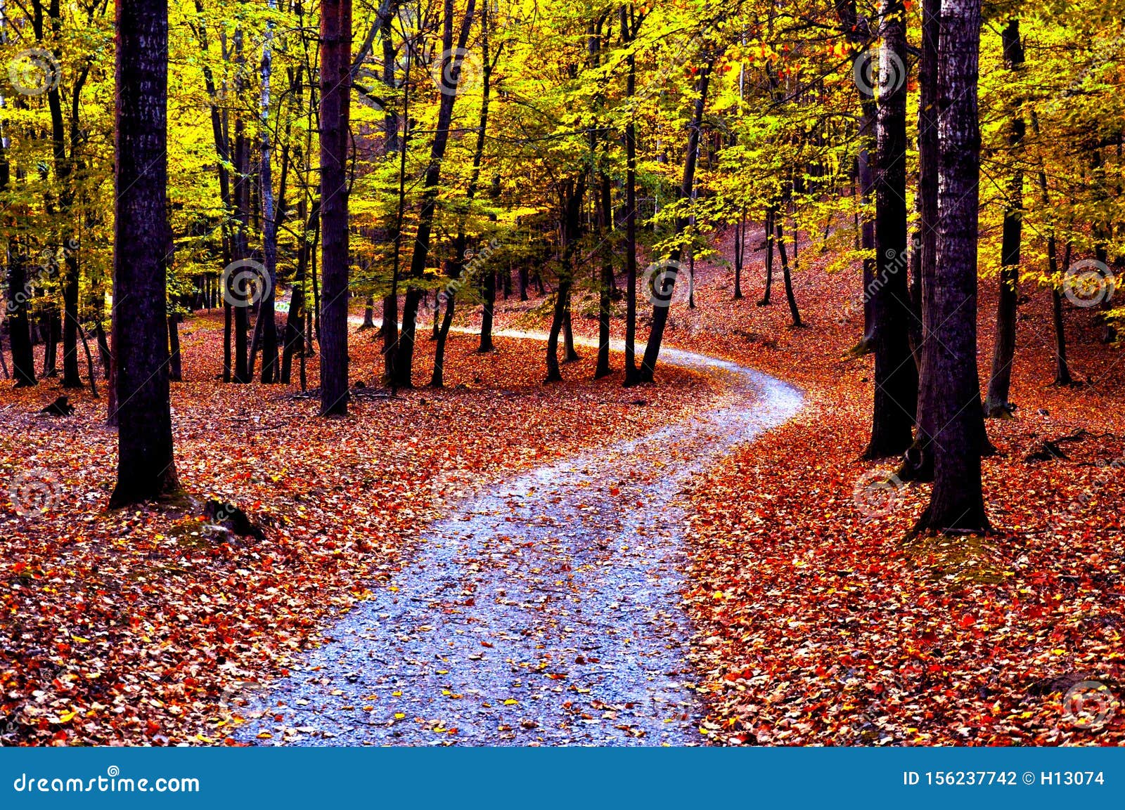 Broad Leaf Trees Forest at Autumn / Fall Sunlight Stock Photo - Image ...