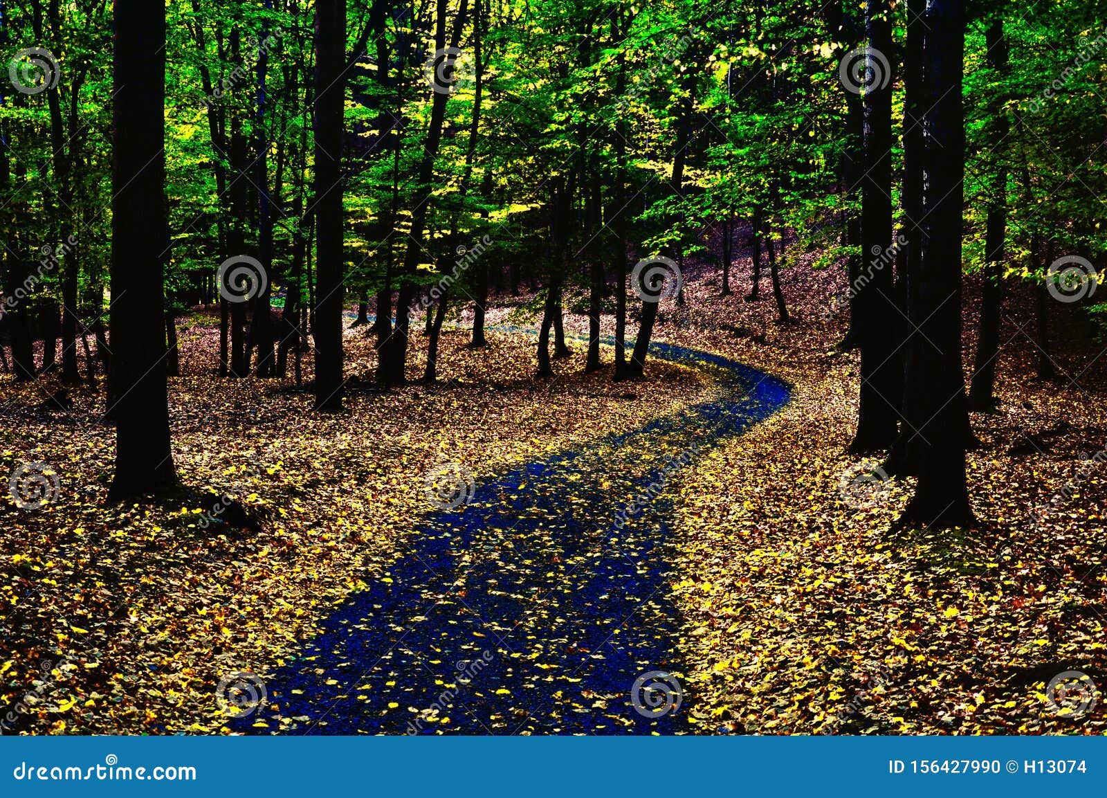 Broad Leaf Trees Forest at Autumn / Fall Sunlight Stock Photo - Image ...