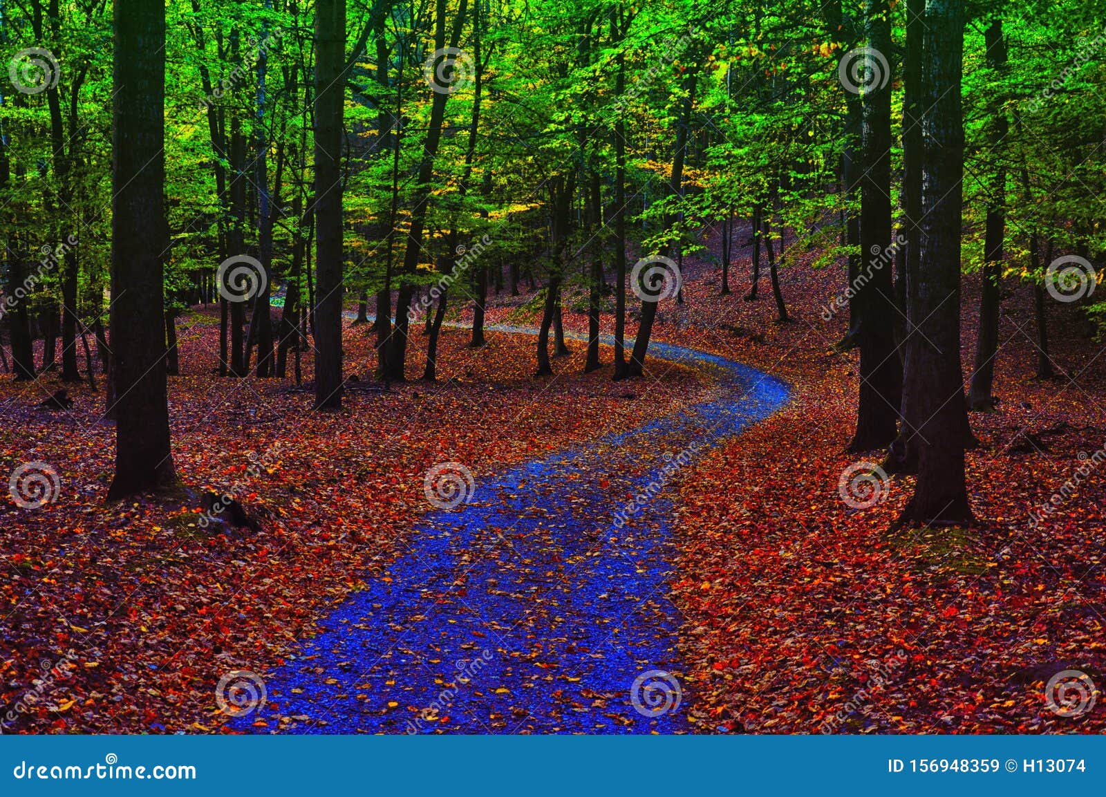 Broad Leaf Trees Forest at Autumn / Fall Sunlight Stock Image - Image ...