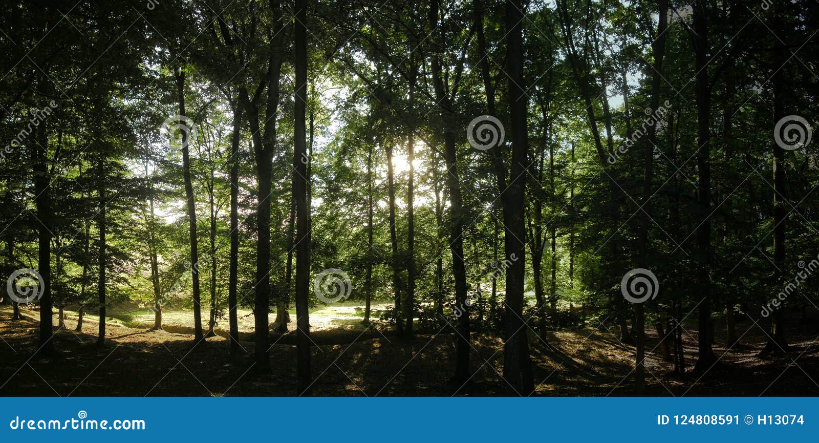 Broad Leaf Trees Forest with Green Backlit Leafs at Summer Daylight ...