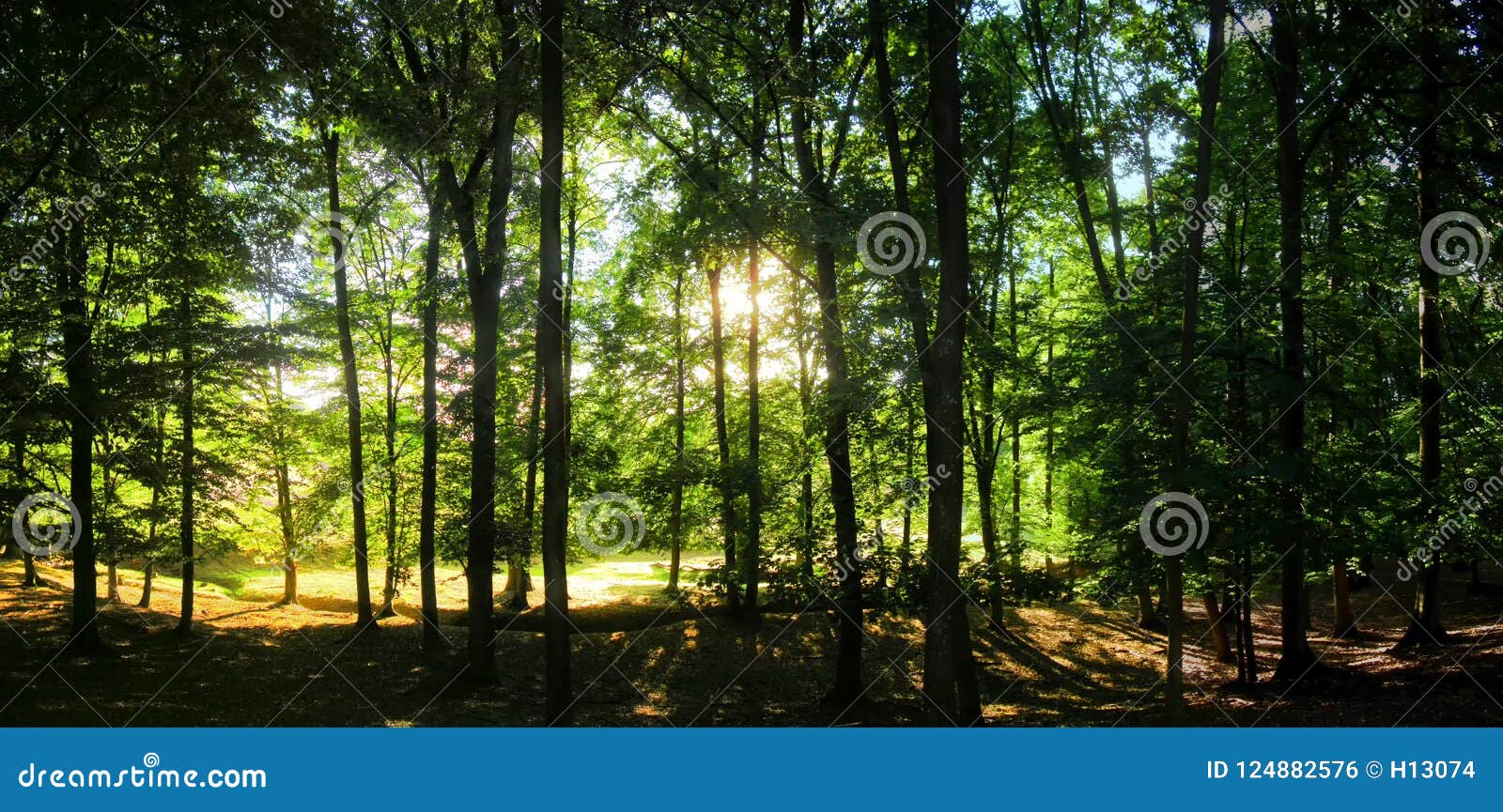 Broad Leaf Trees Forest with Green Backlit Leafs at Summer Daylight ...