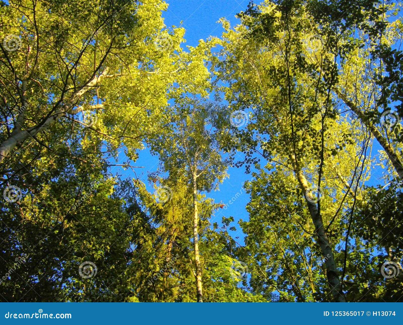 Broad Leaf Trees with Green Backlit Leafs and Blue Sky on Background at ...