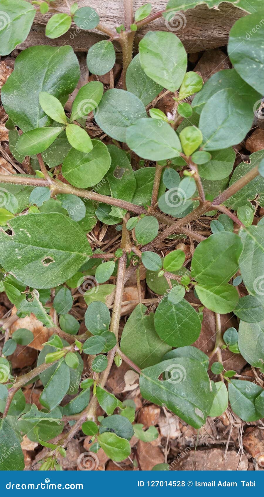 Broad leaf stock photo. Image of branches, wider, broader - 127014528