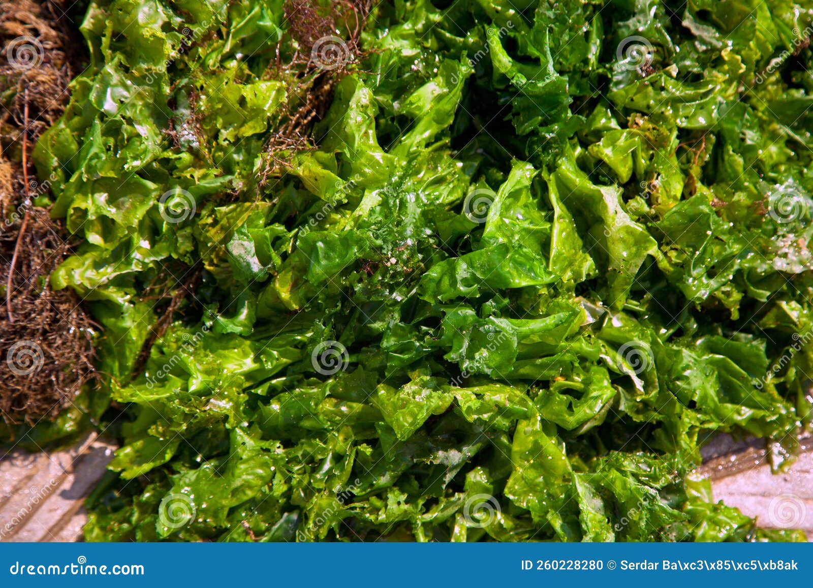 Broad-leaved Fresh Green Algae, Pieces of Seaweed from the Sea Stock ...
