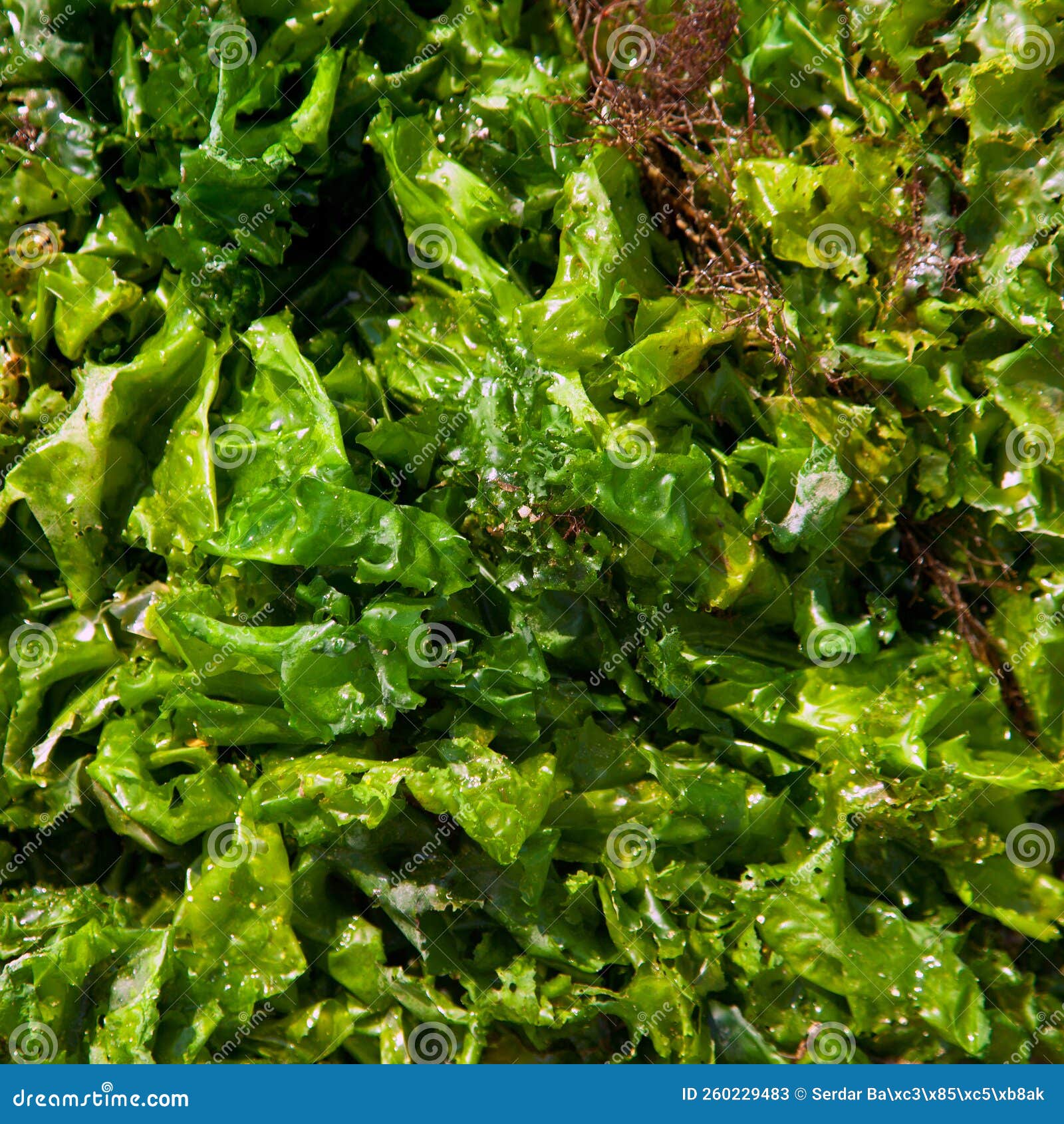 Broad-leaved Fresh Green Algae, Pieces of Seaweed from the Sea Stock ...