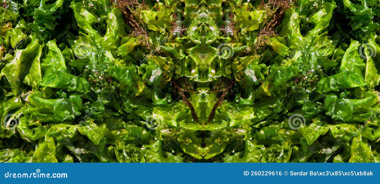 Broad-leaved Fresh Green Algae, Pieces of Seaweed from the Sea Stock ...