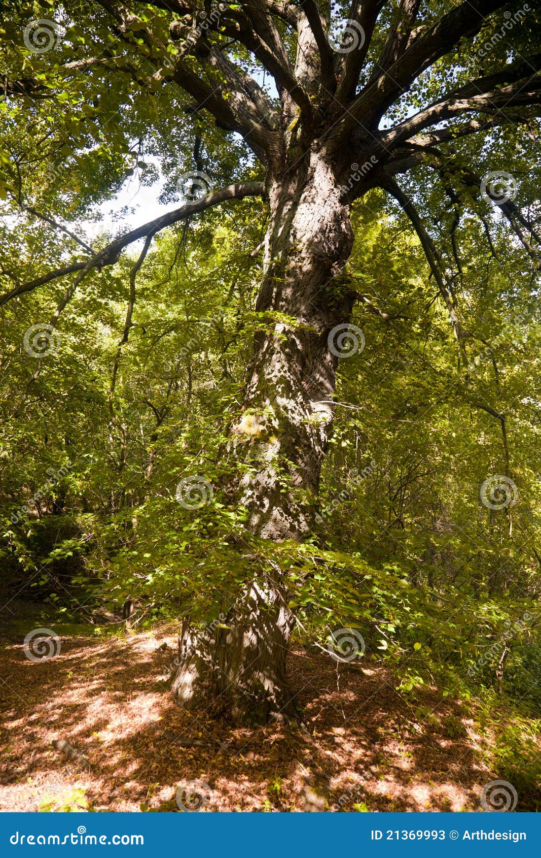 Broad leaved lime tree stock image. Image of trunk, linden - 21369993