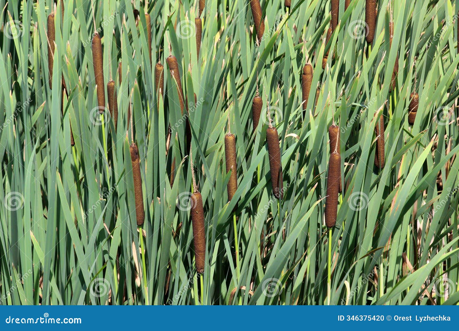 Typha Latifolia, Common Bulrush, Broadleaf Cattail, Great Reedmace ...