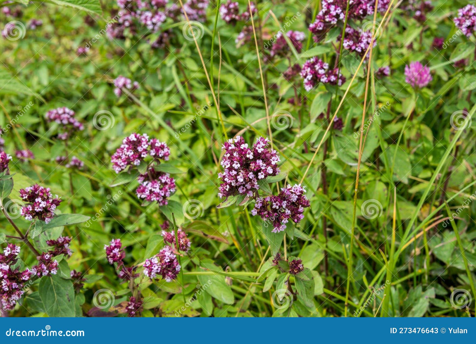 Lemon Thyme, Thymus Pulegioides Growing in Wildness Stock Image - Image ...