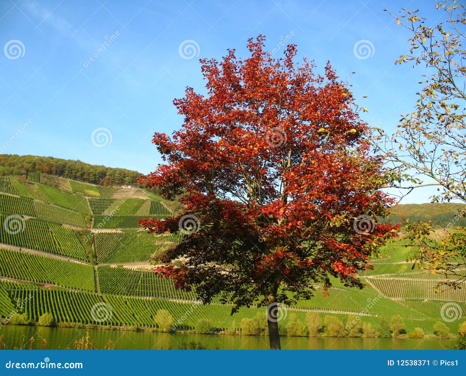 Broad-leaved Tree in Autumn Stock Image - Image of hillside, river ...