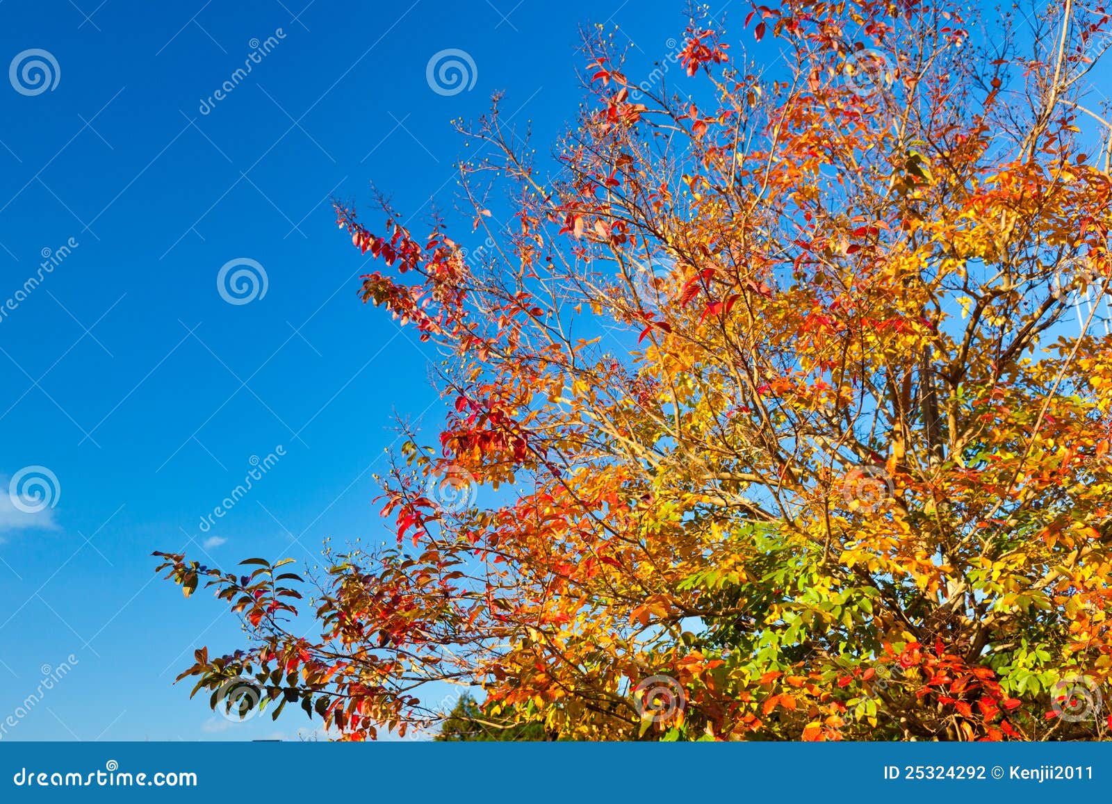 Broad-leaved Tree in Autumn Stock Photo - Image of green, hardwood ...